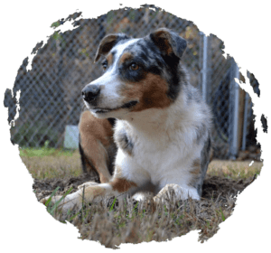 Dog Care Services in Columbia, SC